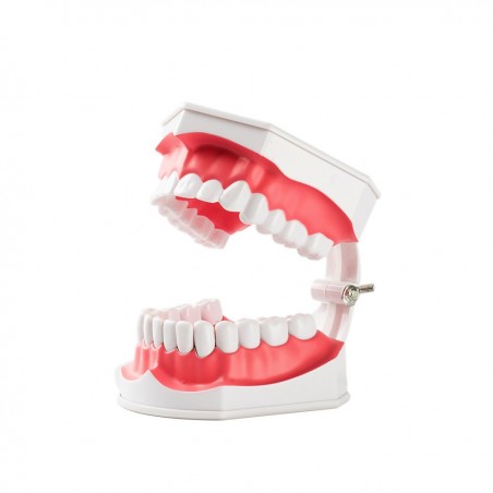 human teeth model Easyinsmile Large Dental Teeth Model with Removable ...
