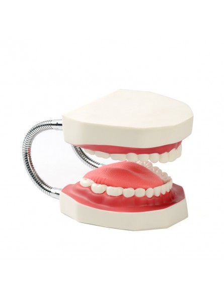 dental education model|dental models for patient education|dental ...