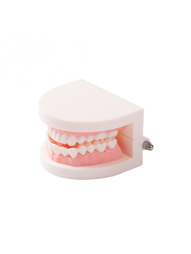 tooth brushing model Easyinsmile Dental Standard Teaching Model Kids ...