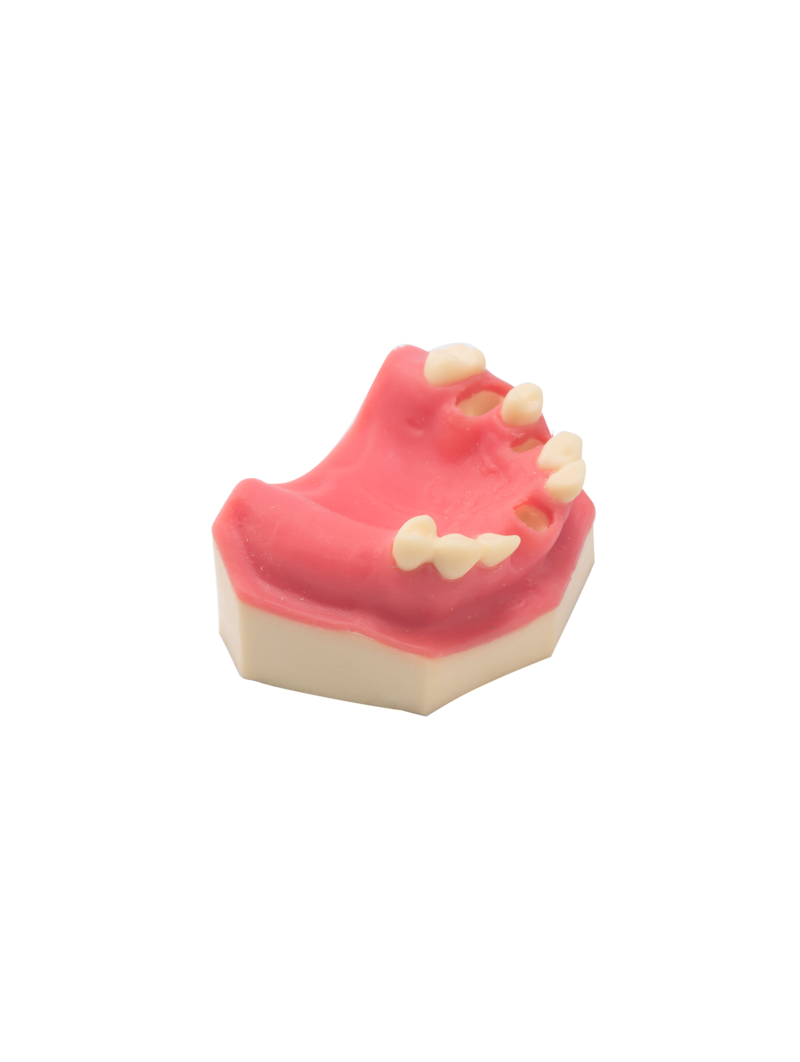 Teeth Study Model Of EASYINSMILE Lower Jaw Typodont Teeth Study Model ...