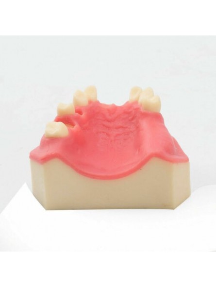 Teeth Study Model Of EASYINSMILE Lower Jaw Typodont Teeth Study Model ...