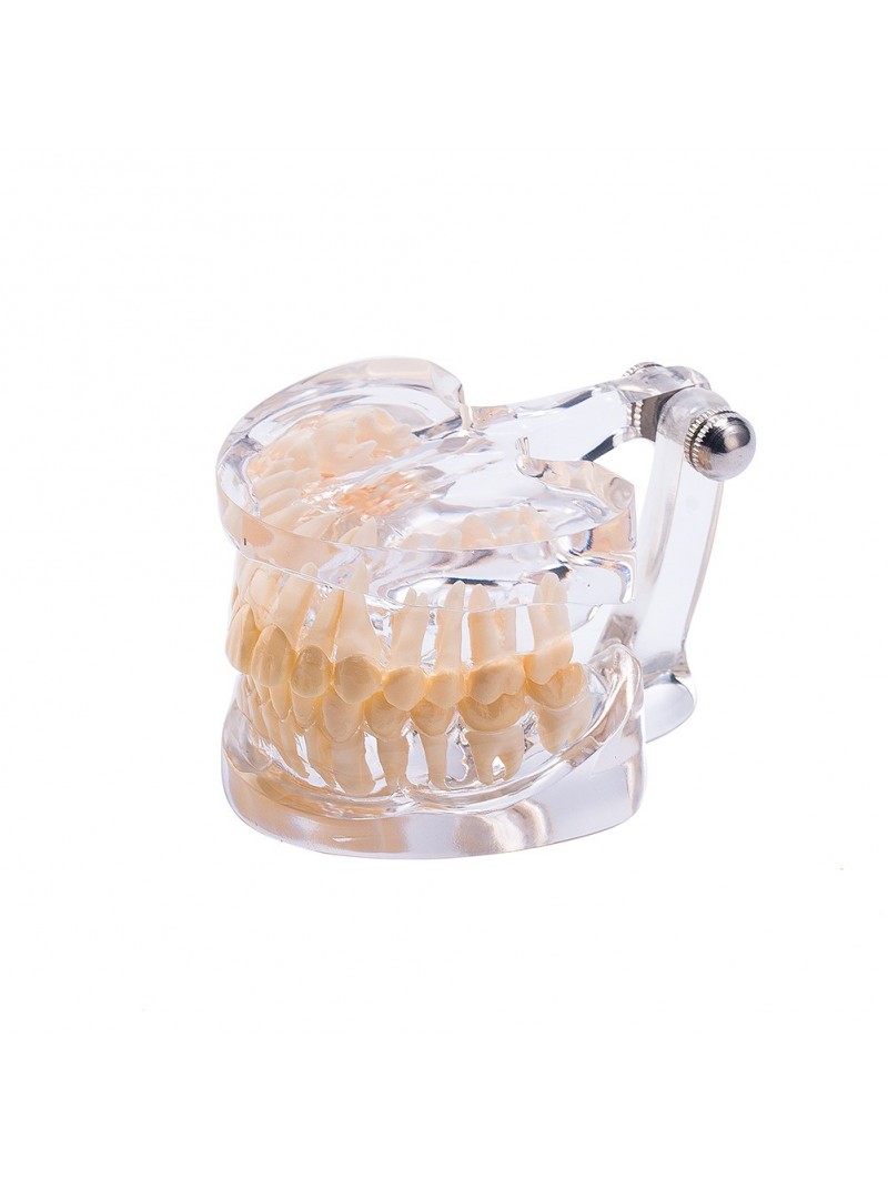 Dental teeth model EASYINSMILE Dental Standard Typodont Teach ...