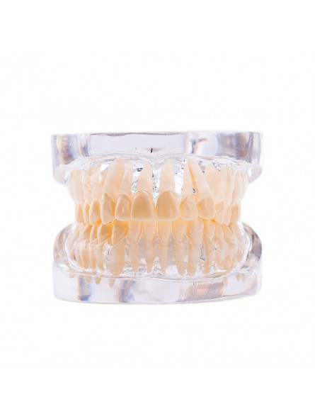 Dental teeth model EASYINSMILE Dental Standard Typodont Teach ...