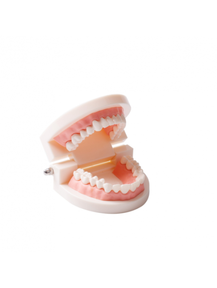 Dental teeth model of EASYINSMILE Dental Standard Teaching Adult ...