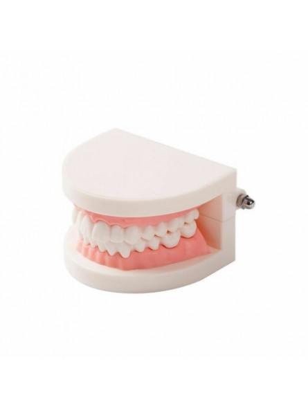 Dental teeth model of EASYINSMILE Dental Standard Teaching Adult ...