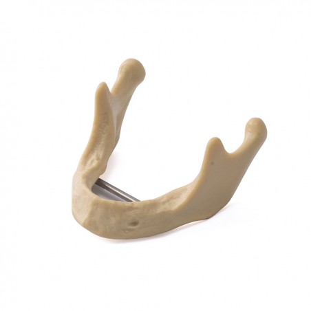 EASYINSMILE Dental Lower Jaw Teeth Study Model Anatomically Bone ...