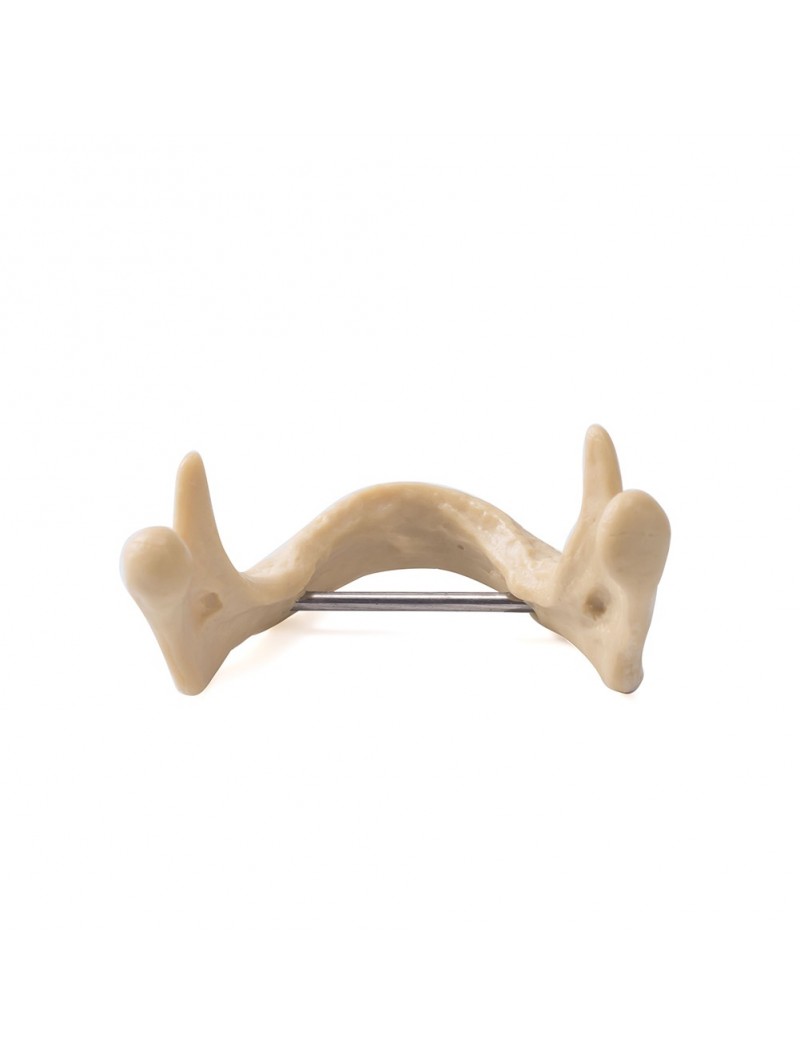 EASYINSMILE Dental Lower Jaw Teeth Study Model Anatomically Bone ...
