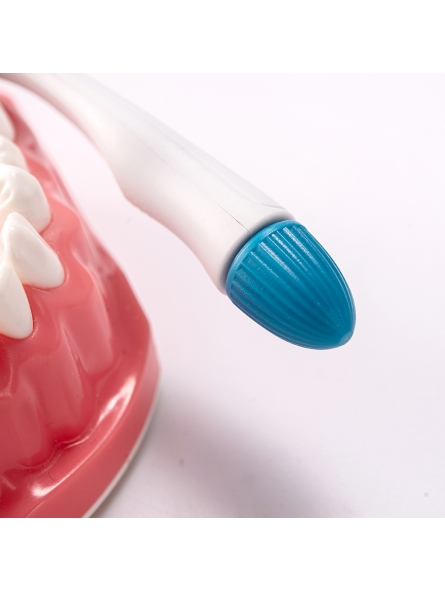 Easyinsmile 100Packs Dental Endodontic Pro Matrix Bands Curved&Standard ...